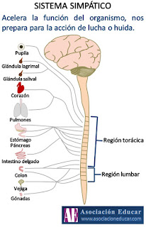 Sistema Nervioso: Sistema nervioso parasimpático