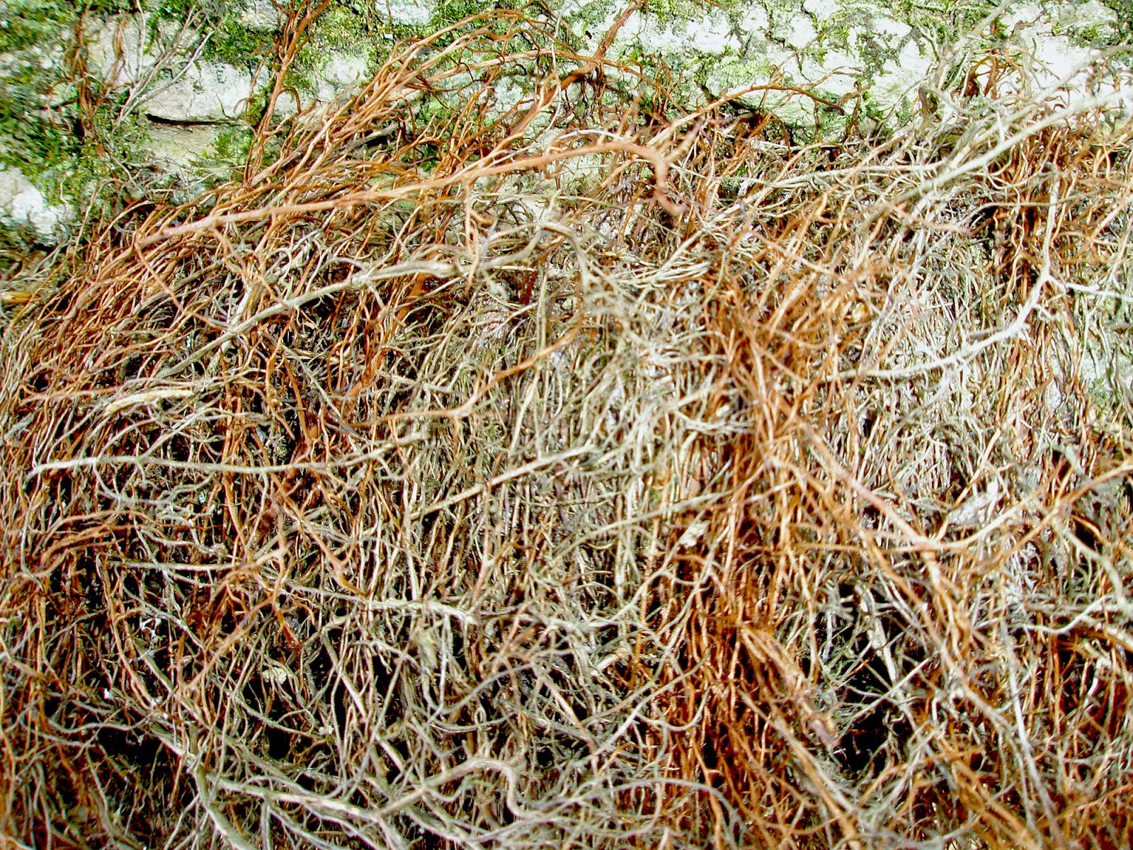 Nature's Wonders: Poison Ivy, Lord, Will Make You Itch!