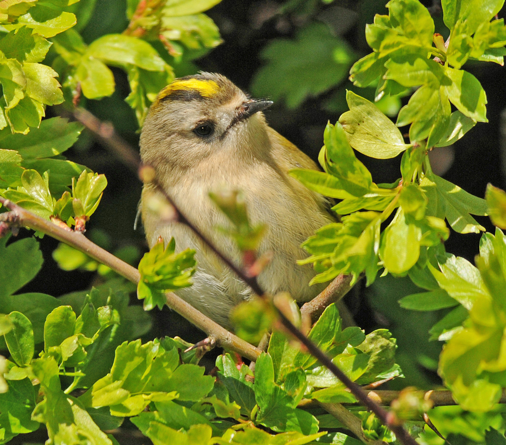 Brian Rafferty...Wildlife Photographer: Golden Crested Wren