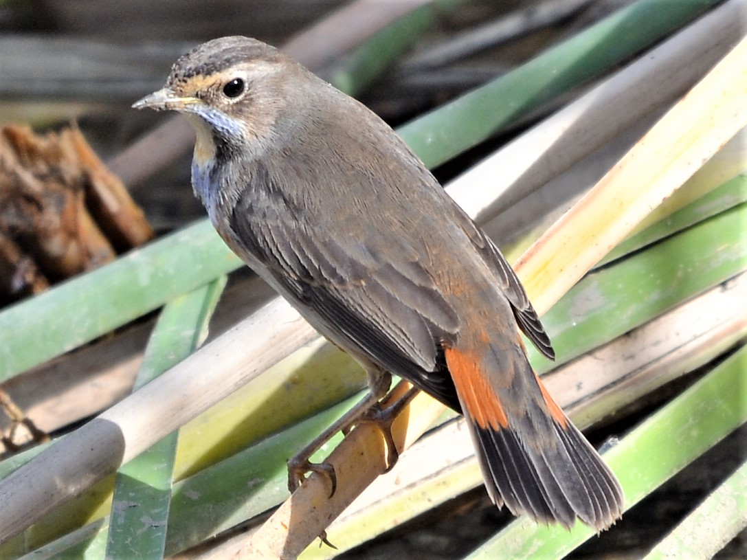 Imagens da vida animal: Pisco-de-peito-azul (Luscinia svecica)