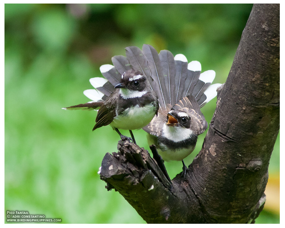 Birds and Plants of Washington Sycip Park: Maria Capra - Pied Fantail