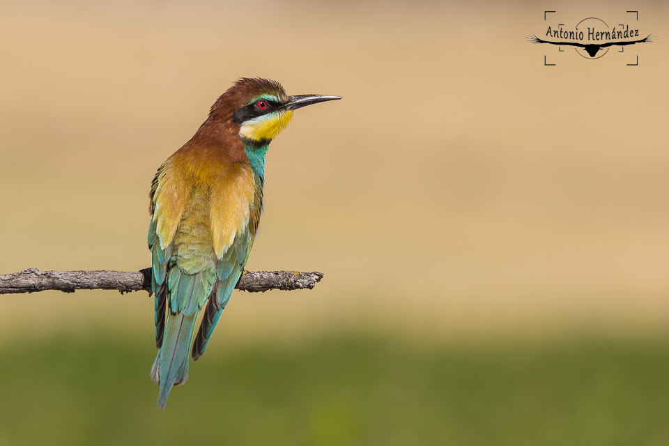 Fotografia de Vida Salvaje - Wildlife Photography: TIEMPO DE ABEJARUCOS