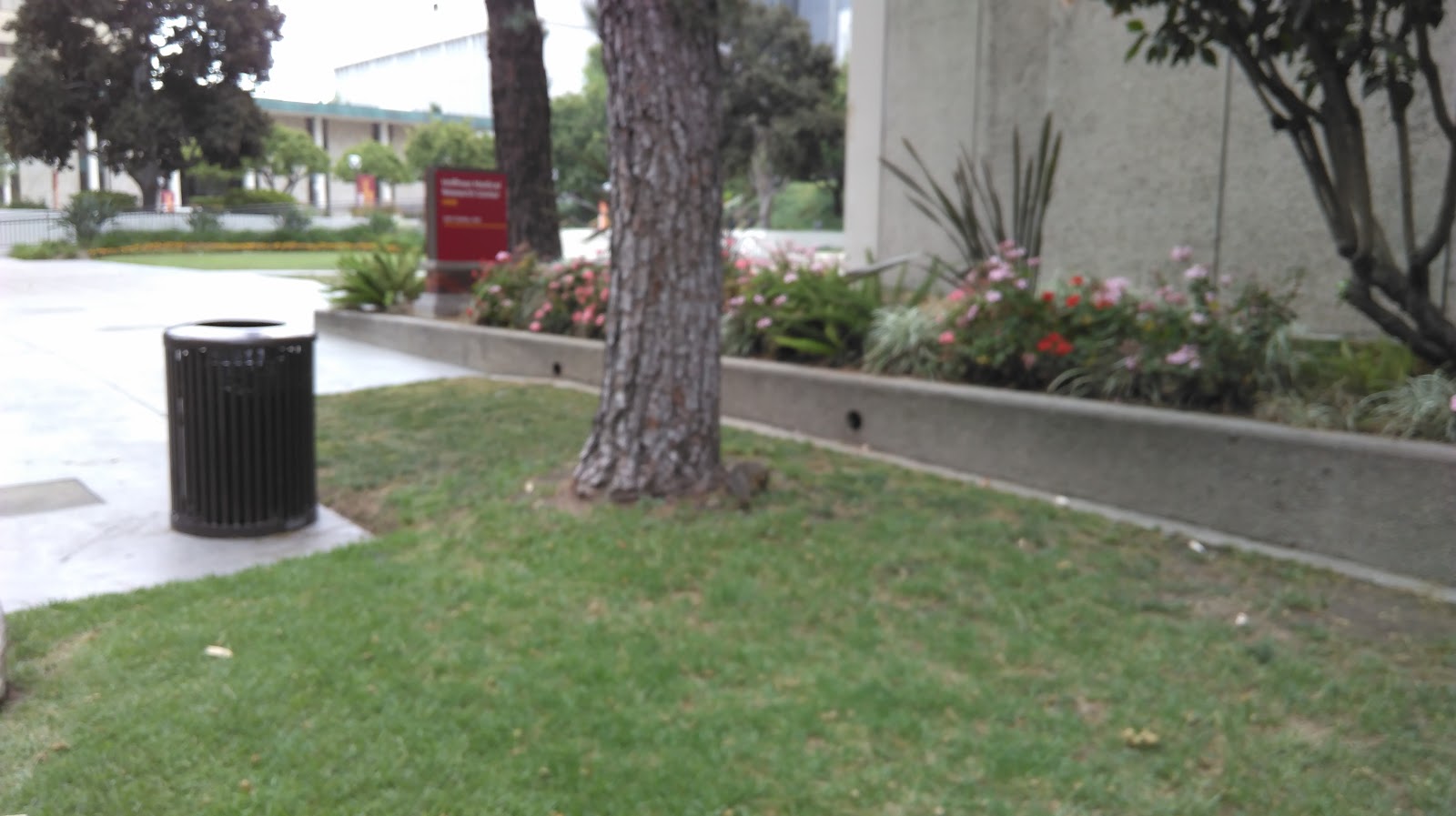 Ching-Ju Yang: 南加大Day02學生導覽與採購+第一個自己煮的晚餐