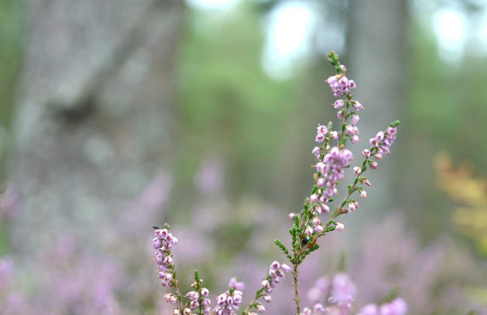 Walking the Simonside Hills - Harwood Forest, Northumberland | New Girl ...