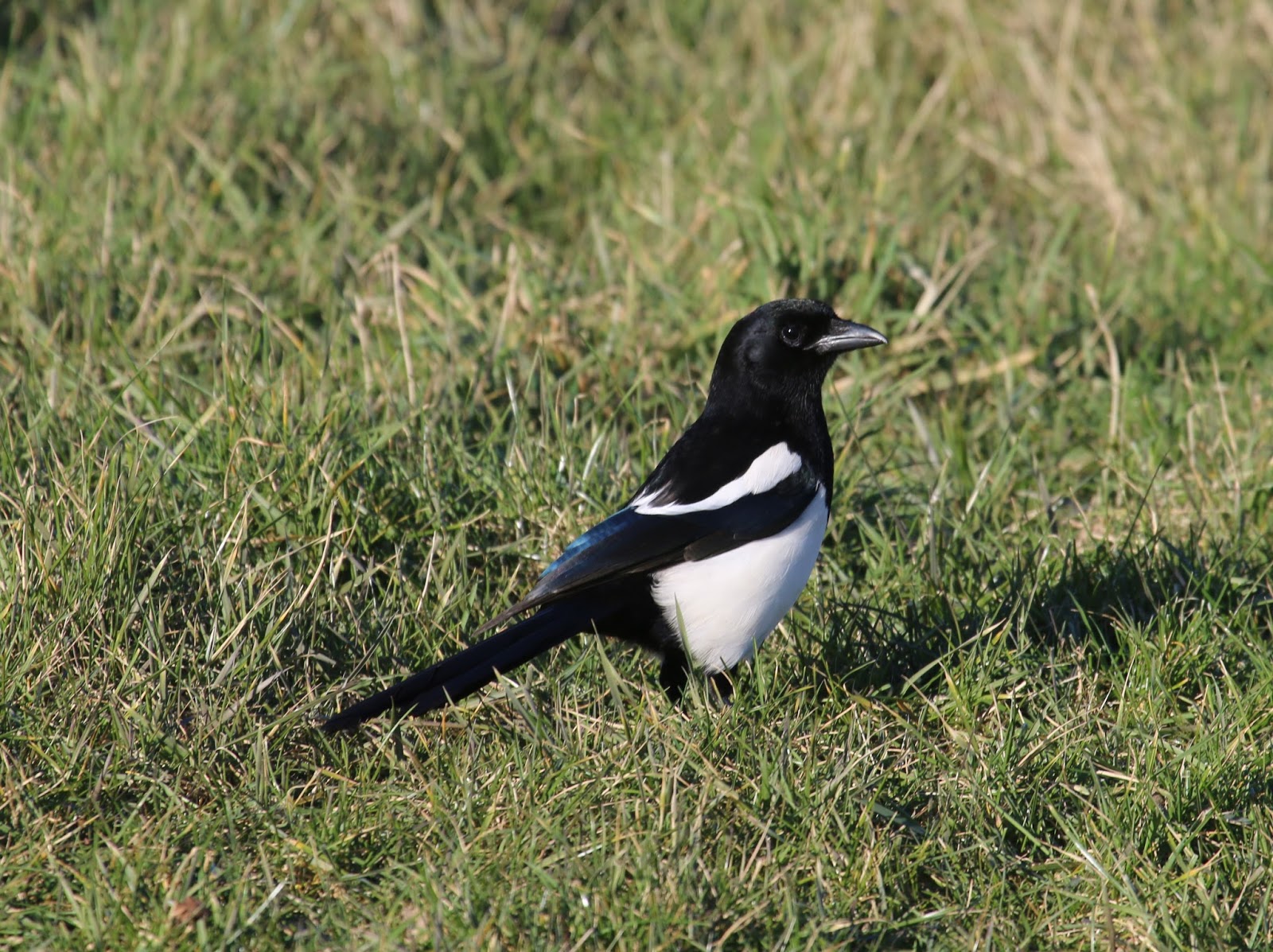 Waarneming van de dag!: Ekster