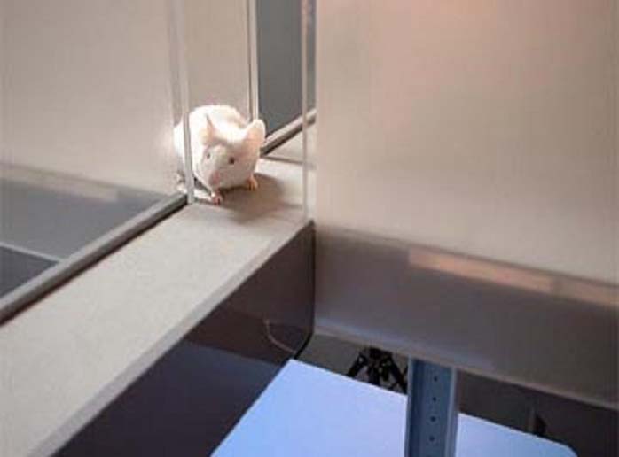 The Cellular Scale: A little stress goes a long way