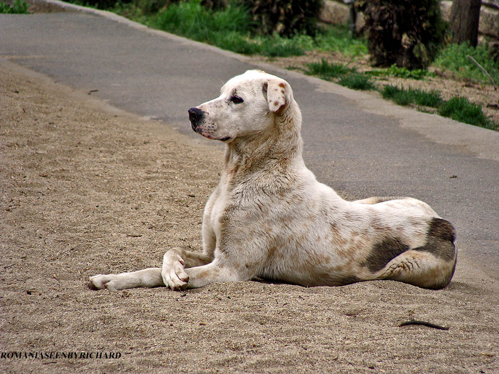 FOTOGRAFII DIN BUCURESTI: STRAY DOG MAIDANEZ