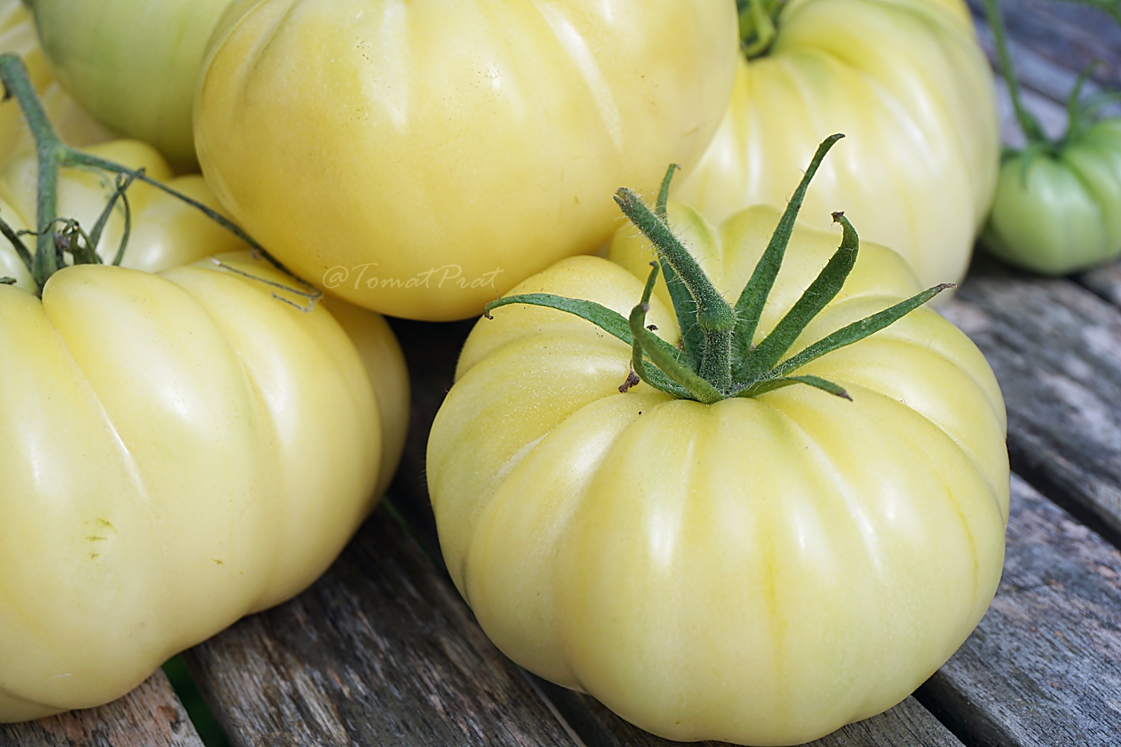 Helenes Tomater: White Tomesol