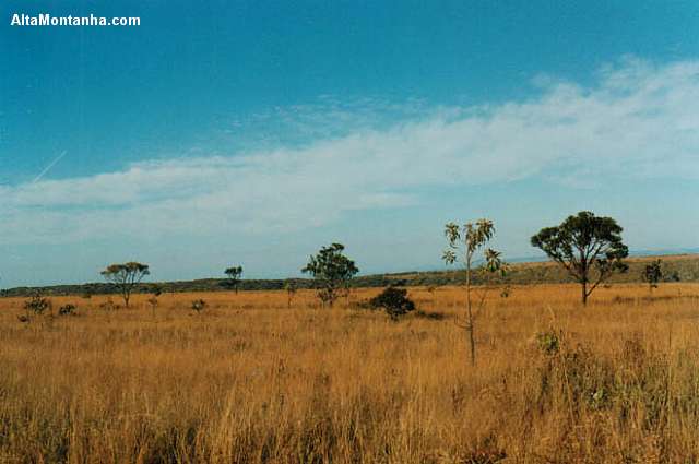 Conhecendo o cerrado: Principais características do Cerrado