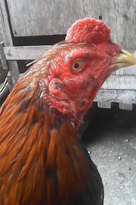 Mitos 4 Jengger Ayam Yang Bermental Baja