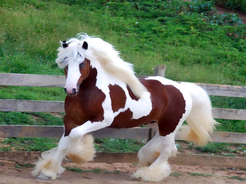 Top 10 Most Beautiful Horses in the World- worldstoptenview.blogspot ...