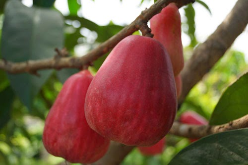 Mulia Fruit Garden: JAMBU BOL