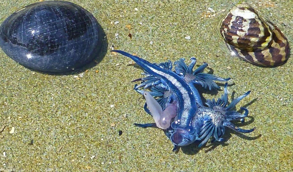Blue Angel ~ Nature Conservancy