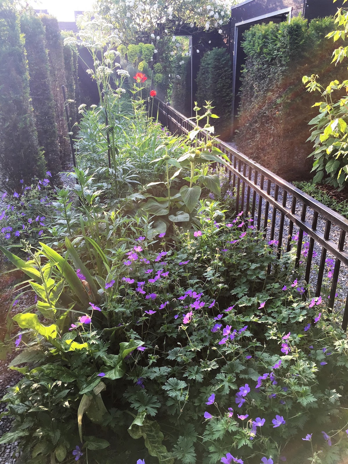 Potagerie in Maastricht: 28.05.2017 > Englisg boarder