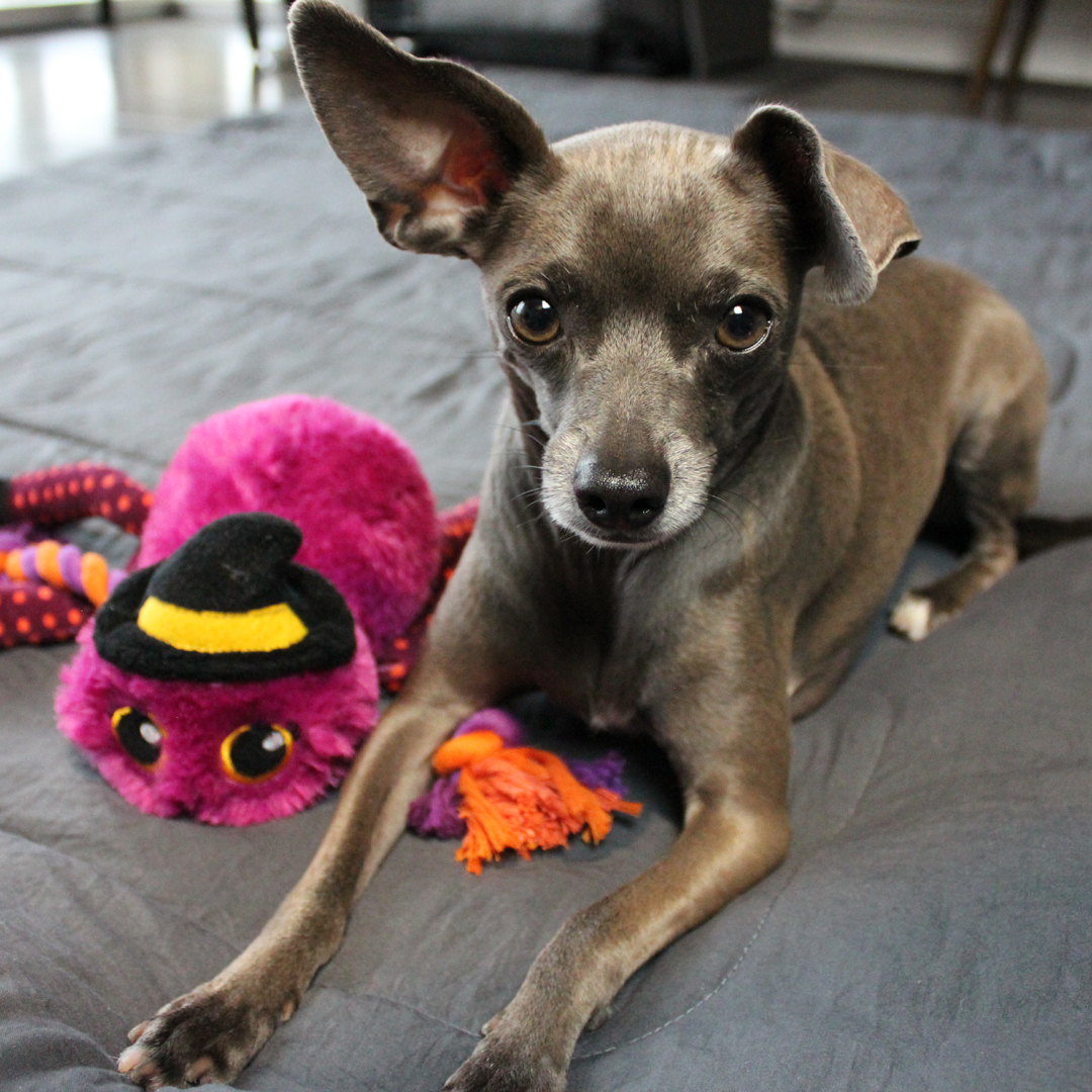 No tricks, Just Treats! | Little Dog Ash