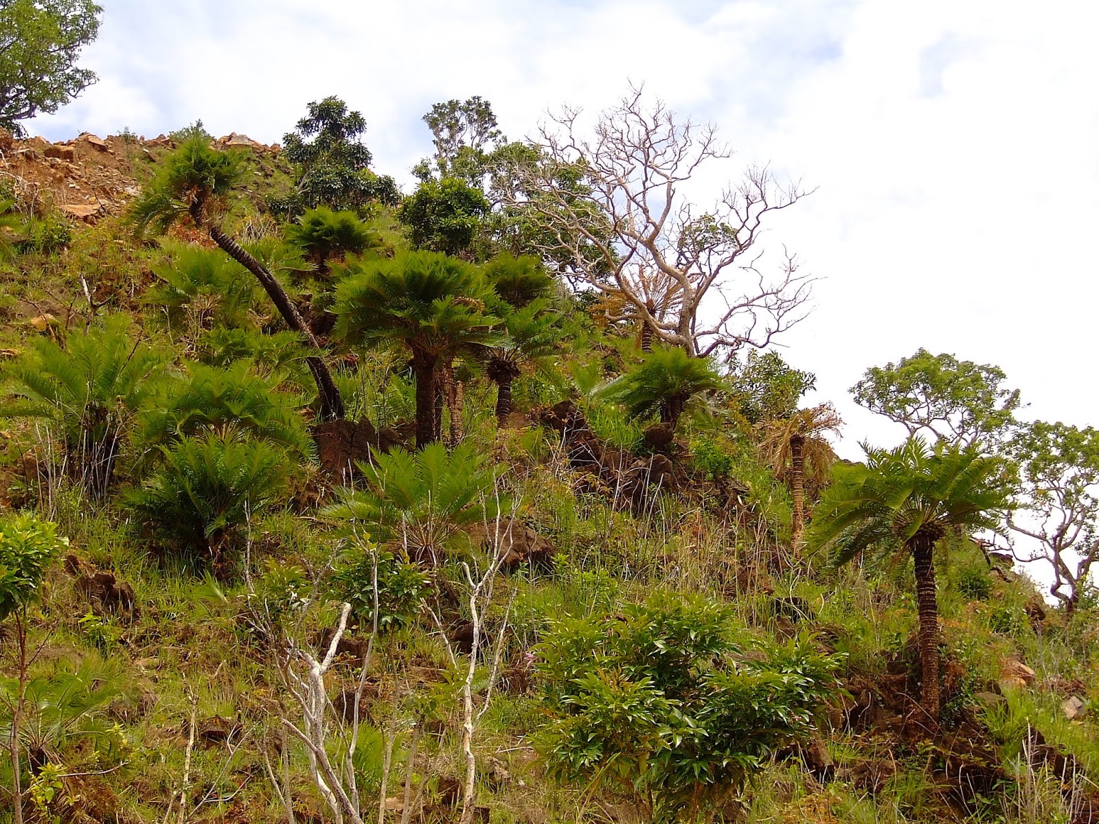 Cycas zambalensis throws a tantrum