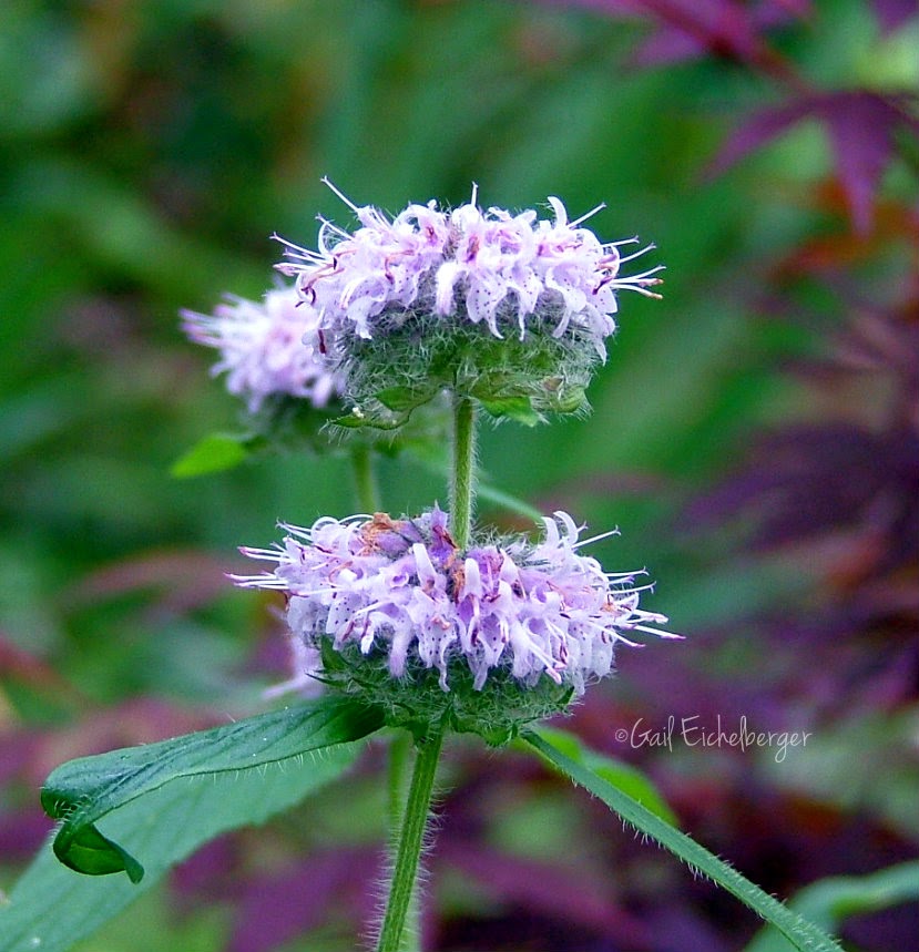 clay and limestone: Wildflower Wednesday: Downy Wood Mint