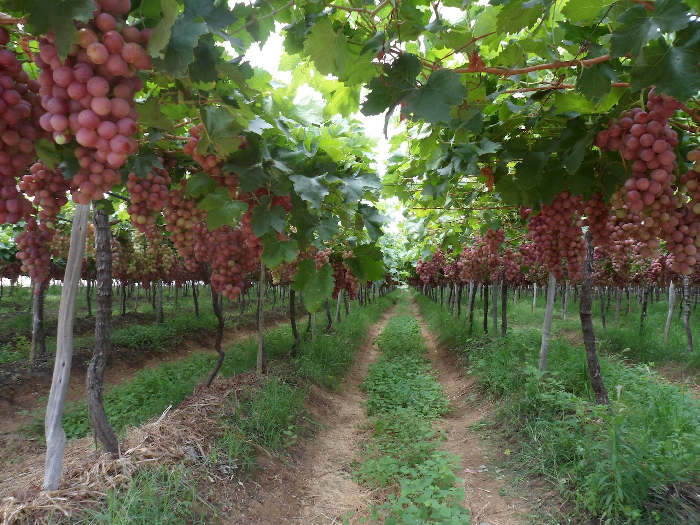 Tanaman Anggur di Malaysia, Ingin Mencuba! |MyRokan