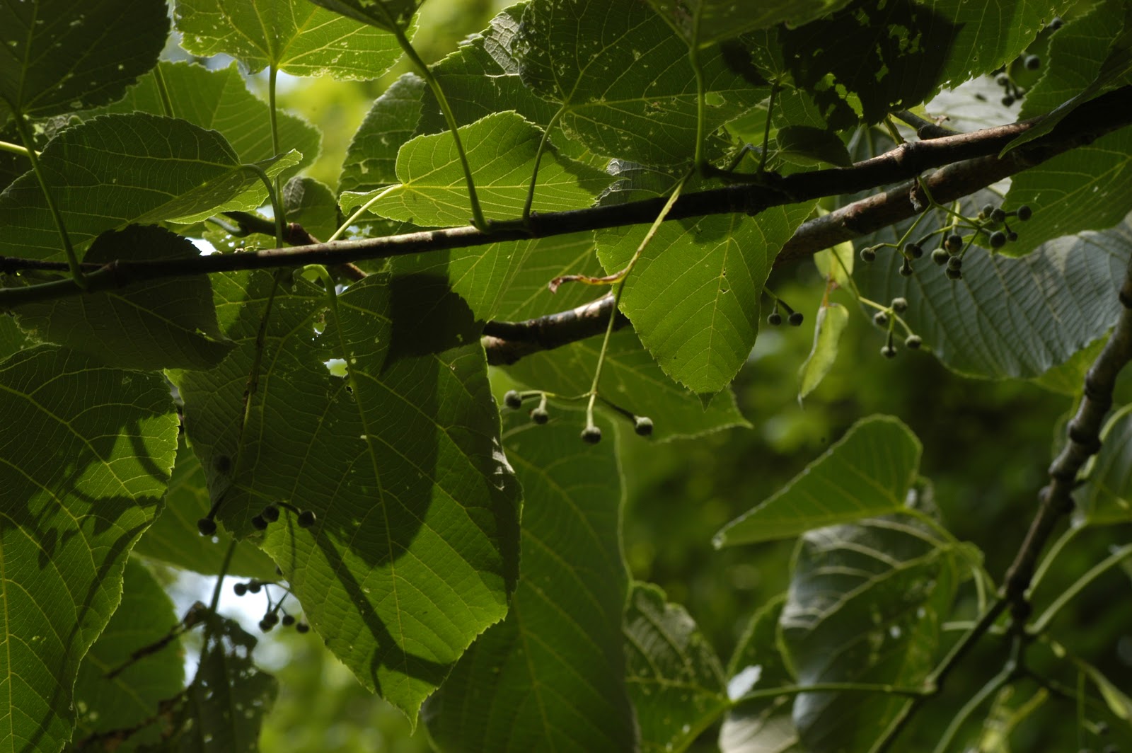 A Year With the Trees: Basswood - Tilia americana
