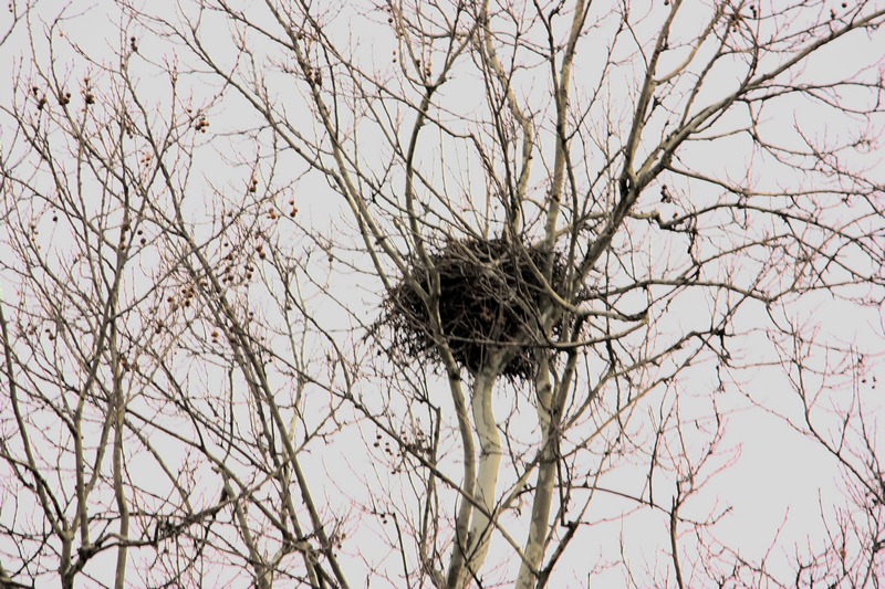 La primavera e i nidi degli uccelli | Semplicemente io...