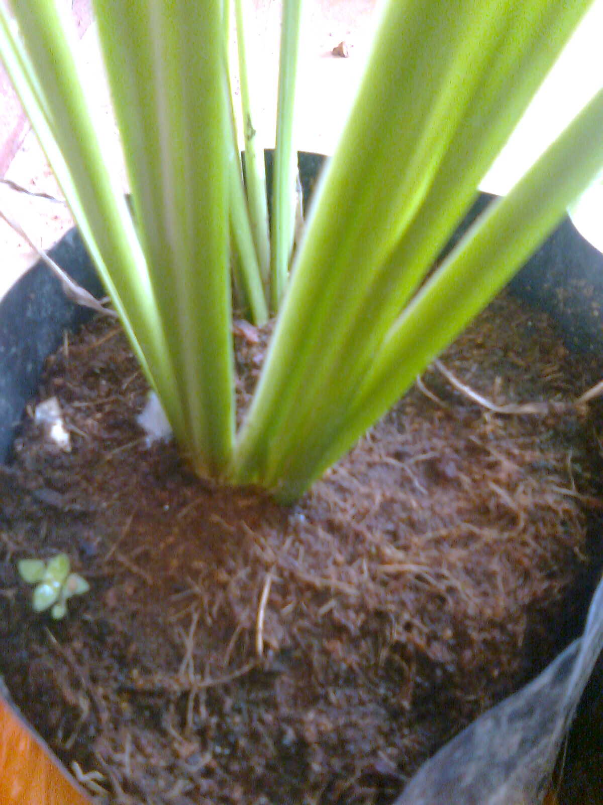 MESULL BAHAMAN: WARISAN NENDA: POKOK JERANGAU / JERINGAU