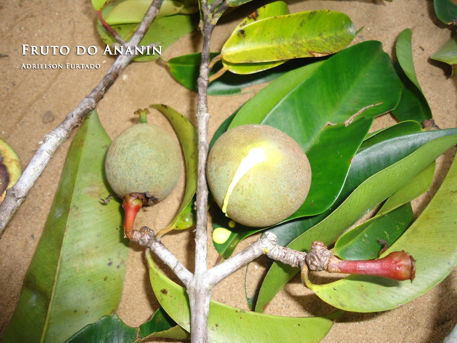 Anani, Ananin, Uanani - Symphonia globulifera L. f. (Clusiaceae)