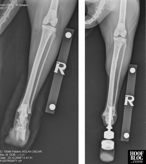 Fran Jurga`s Hoofcare + Lameness: Implanted Prosthetic Limbs for ...