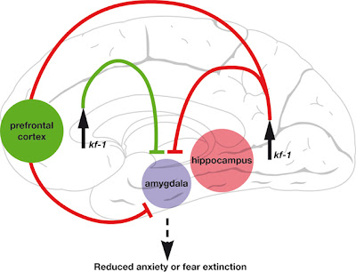 Don Mangus' "It Only Hurts When I Smirk.": Anxiety: Face Your Fears ...
