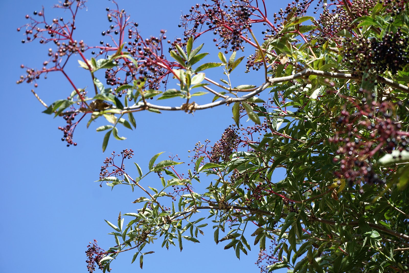 Plantas de Huerta Otea, Salamanca: Saúco negro, saúco común (Sambucus ...