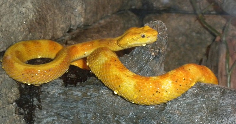 The Zoo Review: A Paper Tiger, a Defanged Snake