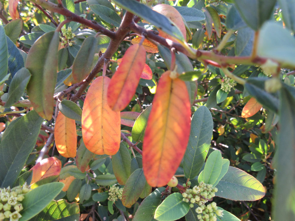 Mother Nature's Backyard - A Water-wise Garden: Help! The Leaves on My ...