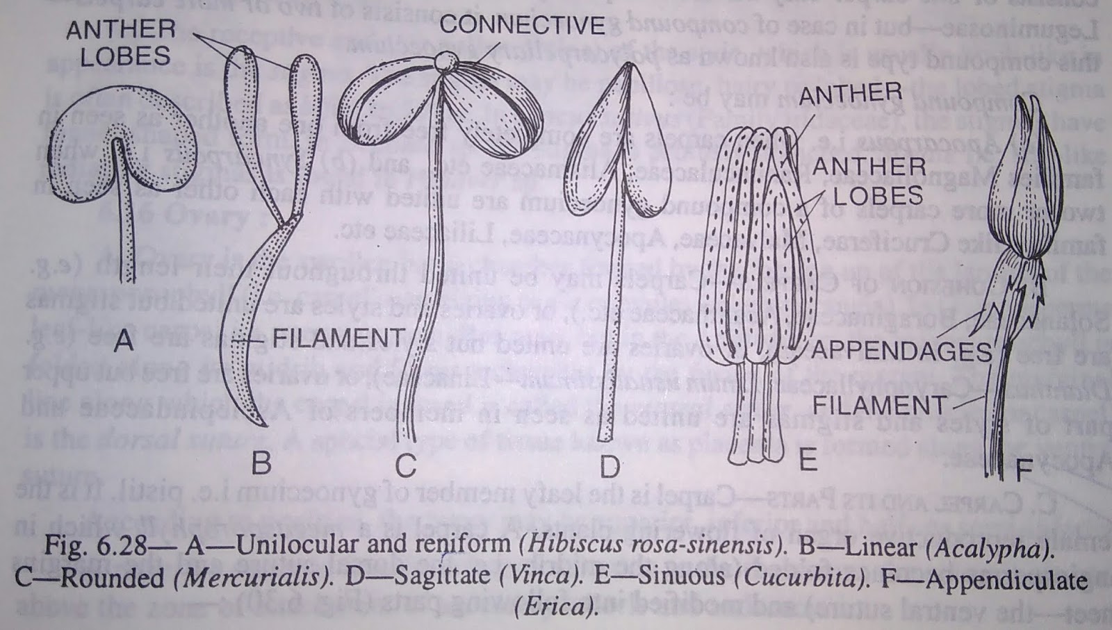 Anther or microsporangia in angiosperm-digieduco