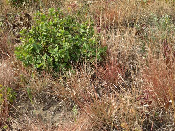 Tom's Blog: New Jersey tea: interesting fall regrowth phenomenon