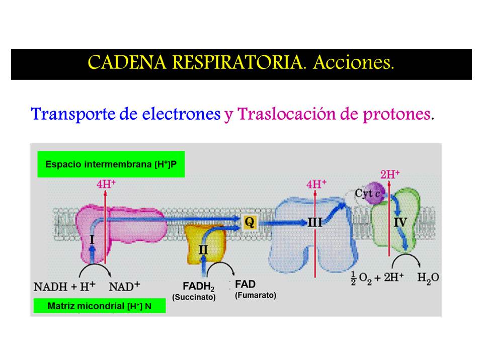 BIOQUIMICA - 2DO AÑO OFICIAL. : METABOLISMO INTERMEDIARIO DE LA GLUCOSA