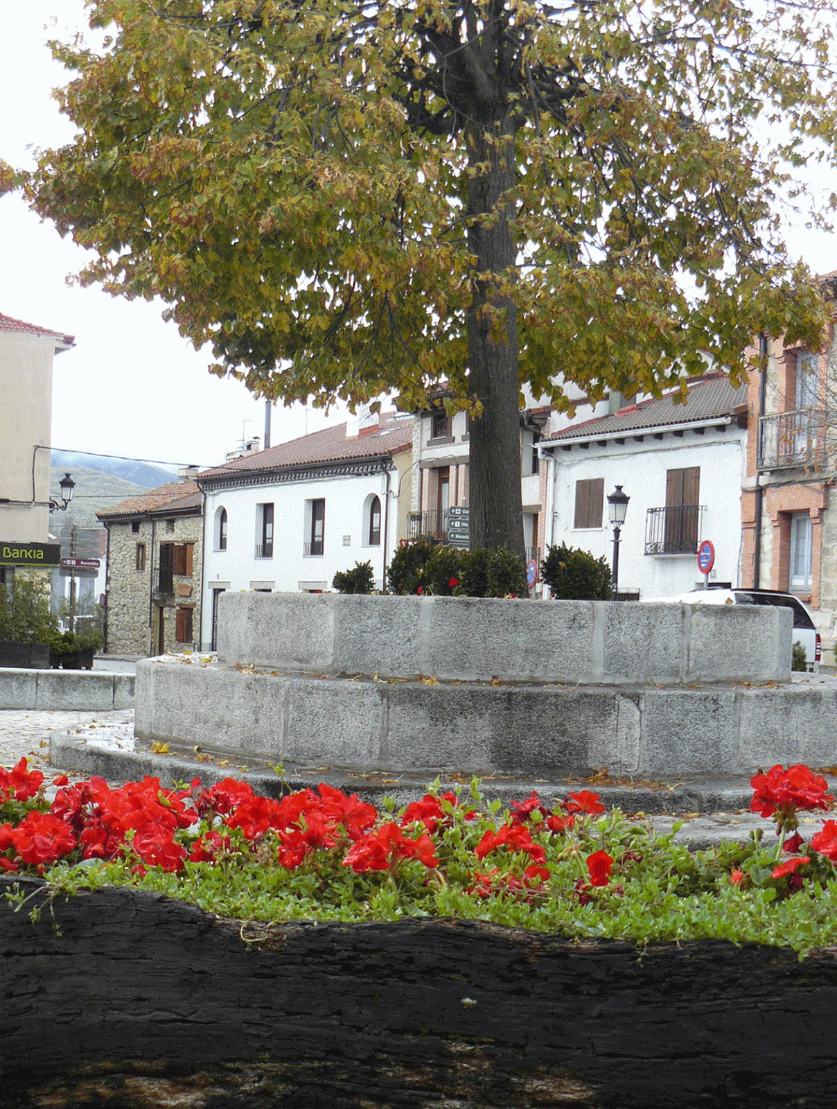 EL ZENOBITA: Los tejos viejos de Barondillo