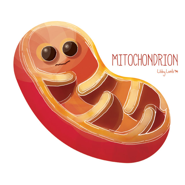 Mitochondrija ~ Mikrobiologija - kas tai?