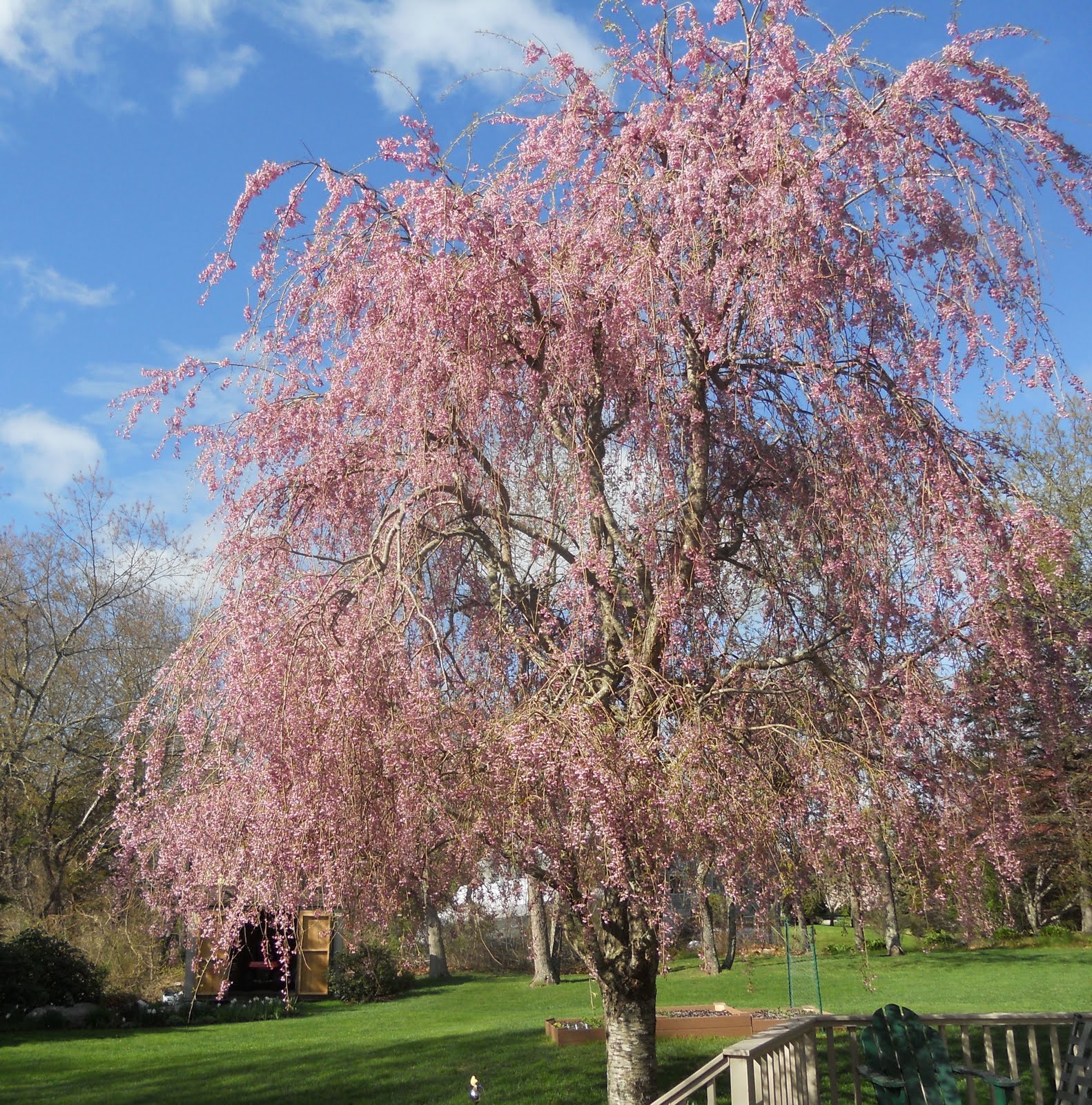 Petrine Mikaelsen: Dwarf Flowering Trees New England / The Types of ...
