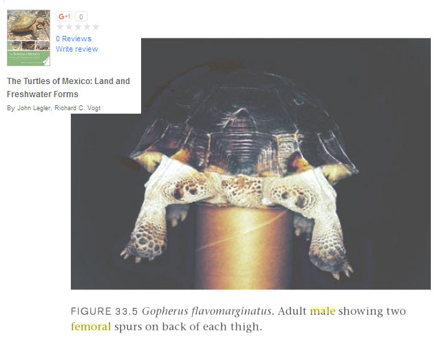 Birds To Dinosaur: Python Vestigial Pelvis, Femur and Spur