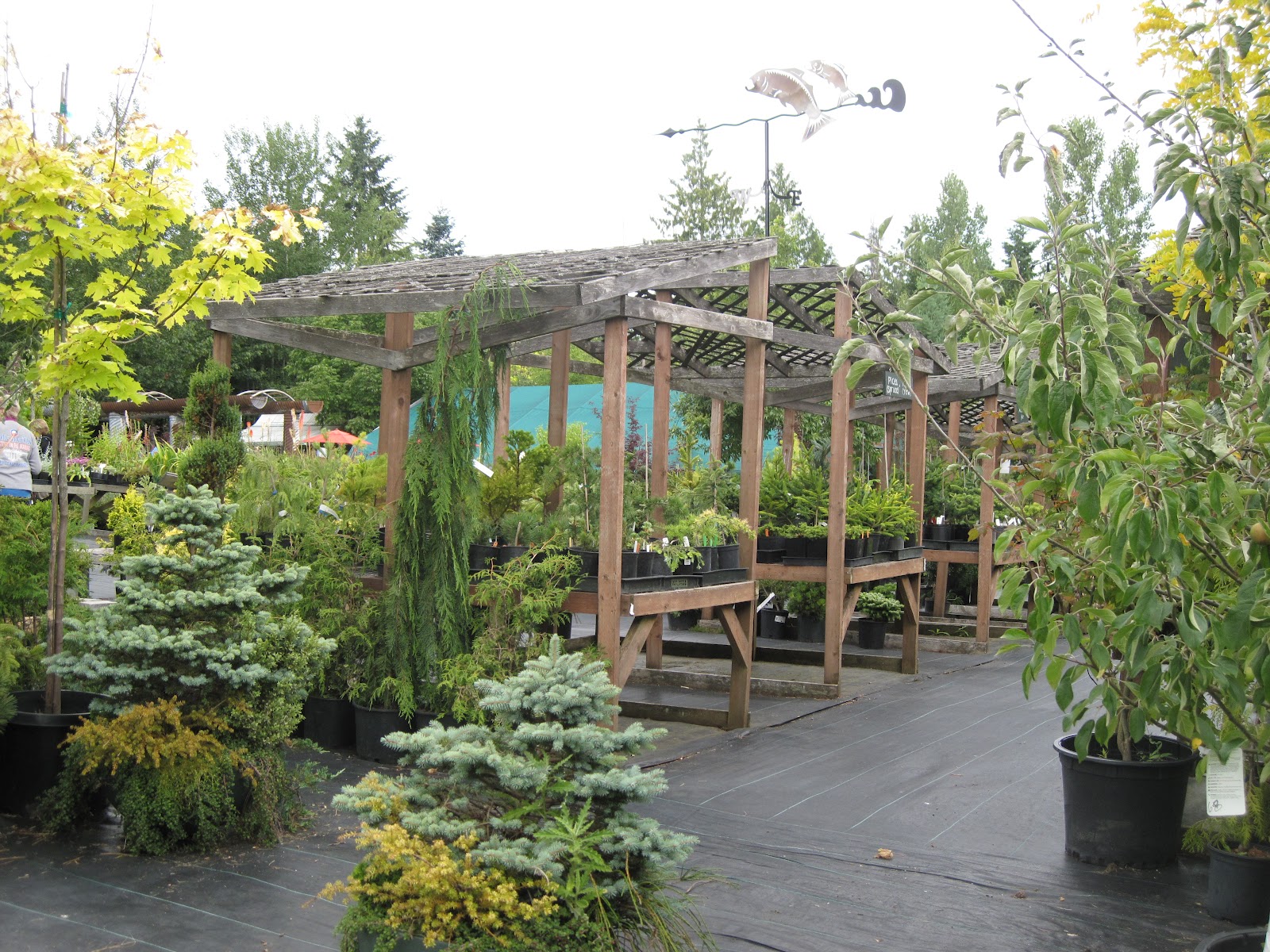 Bonney Lassie: A Visit to Dragonfly Farms Nursery