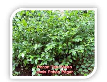 Bari Flora's: TANAMAN PERDU / KECIL