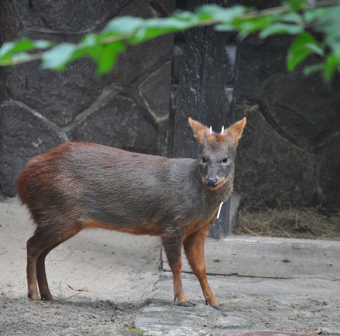 ZOOTOGRAFIANDO (6.100 ANIMALS): PUDÚ / SOUTHERN PUDU (Pudu puda)