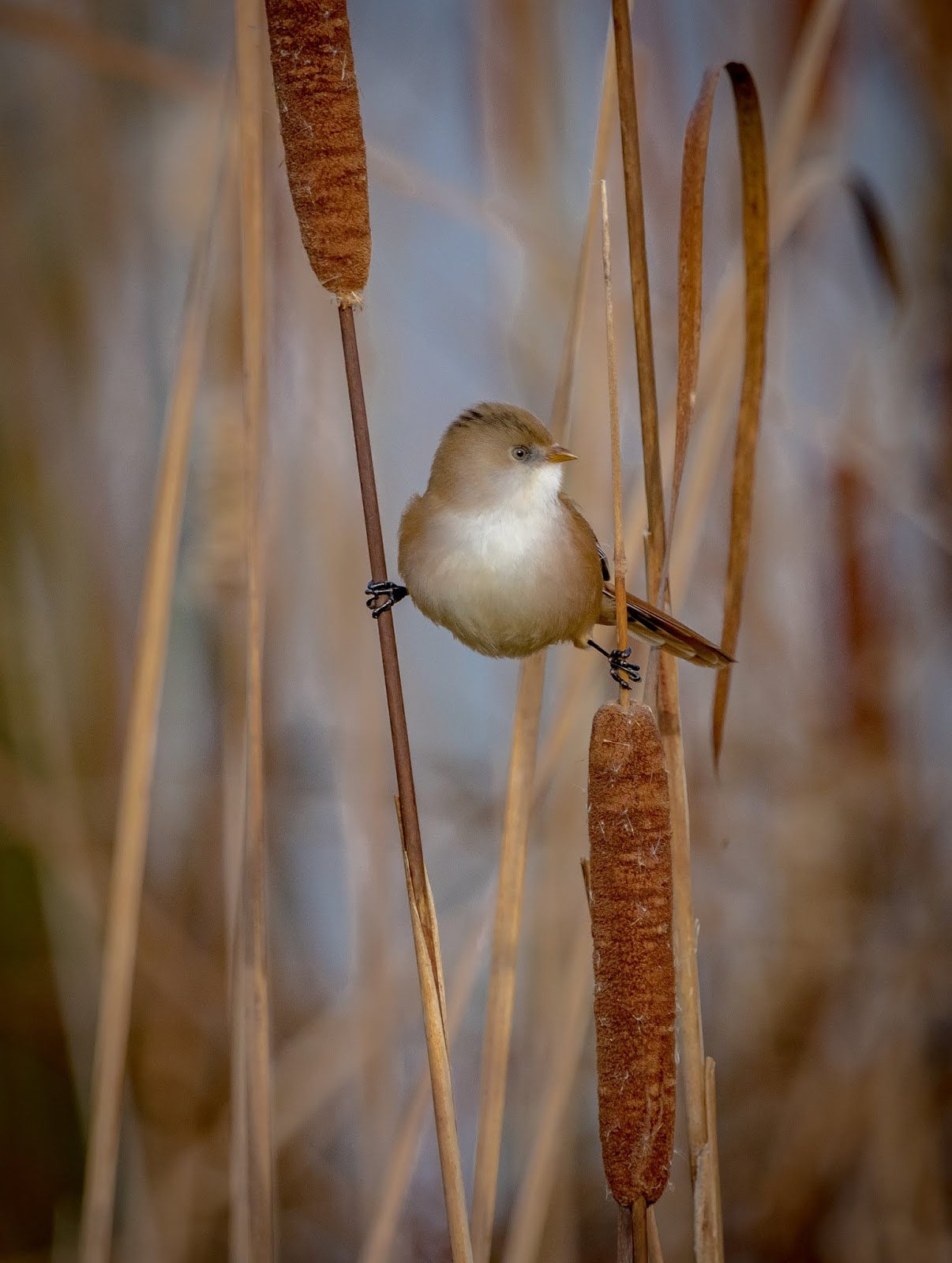 Boatbirder.com: 📖 #62 ~Bearded Reedling 🍁