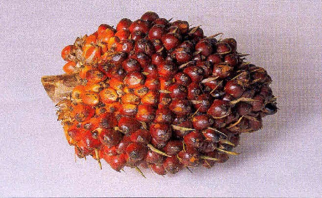 Mari Jadi Orang Baik: PENGGREDAN BUAH KELAPA SAWIT