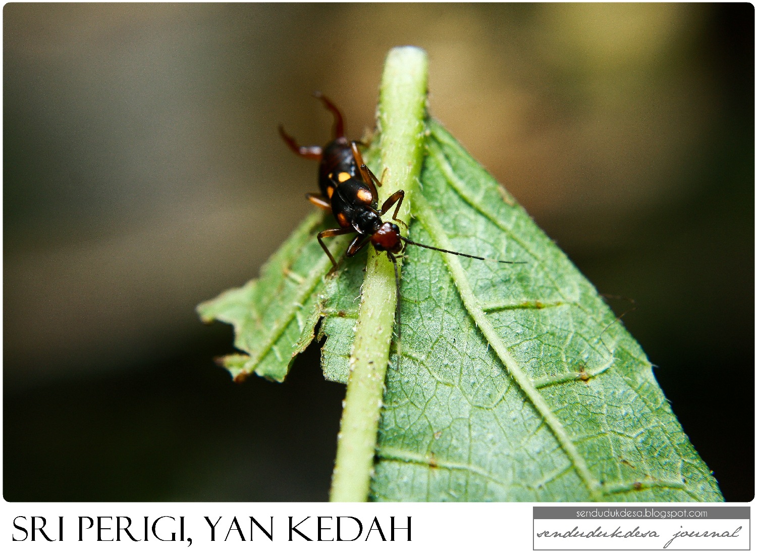 sendudukdesa journal: Makro - Sri Perigi, Yan, Kedah