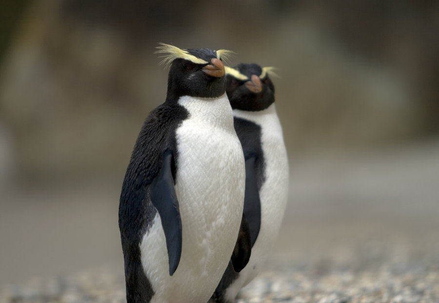 Crested Penguin | The Life of Animals