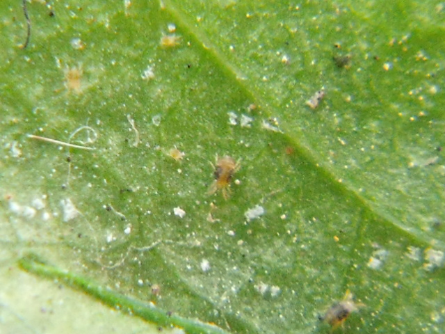 VILLENATURA: Tetranychus urticae