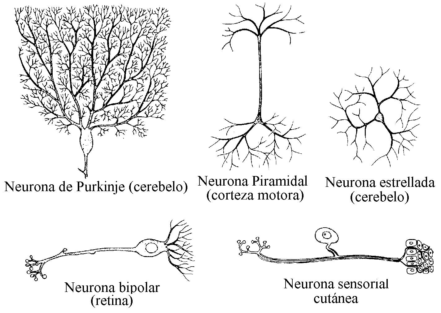 Procesos neurofisiológicos y la canducta: diciembre 2014