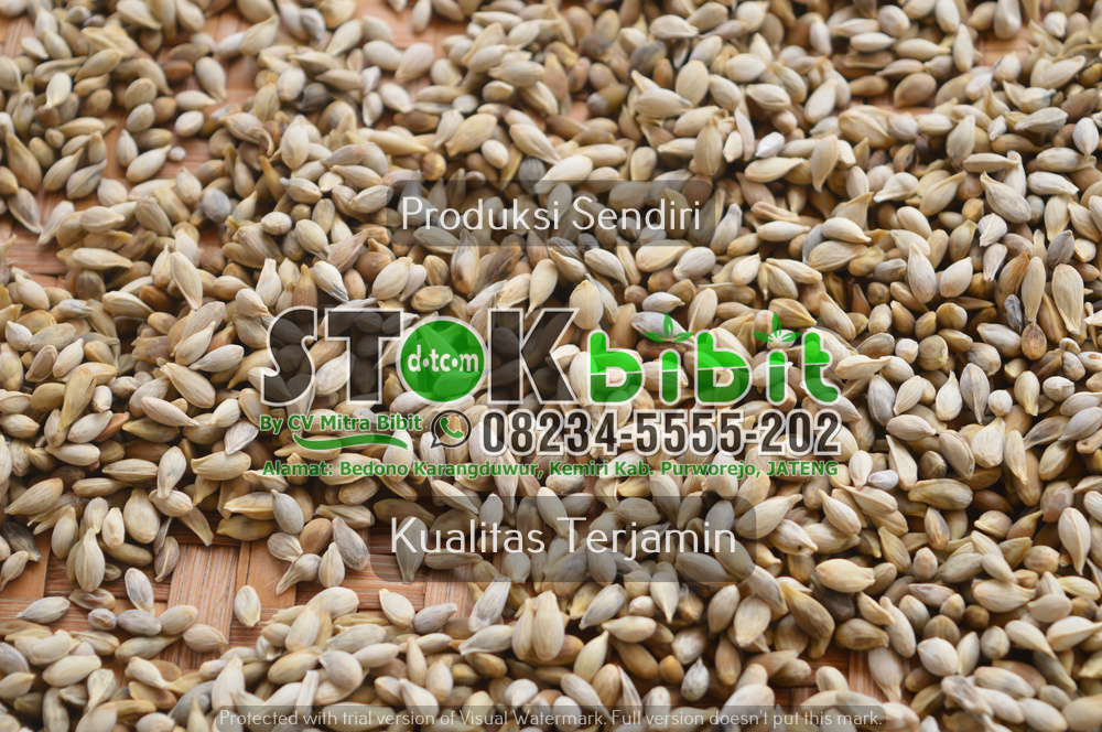 Cengkih Syzygium aromaticum syn Eugenia aromaticum dalam bahasa Inggris ...