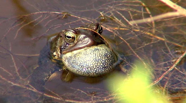 Tales From The Wilds: Spawning Time at Toad Paradise