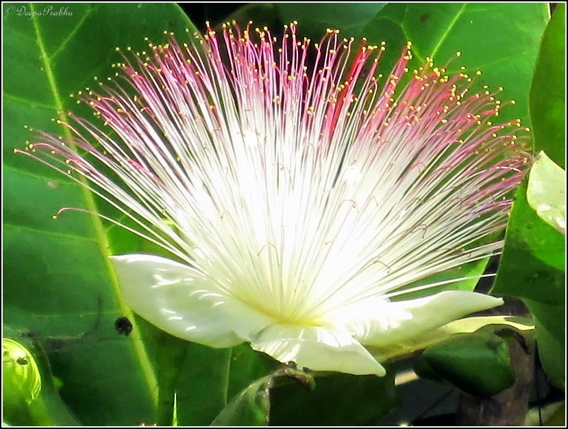 Rain Tree flowers / Albizia Saman - Random Photography